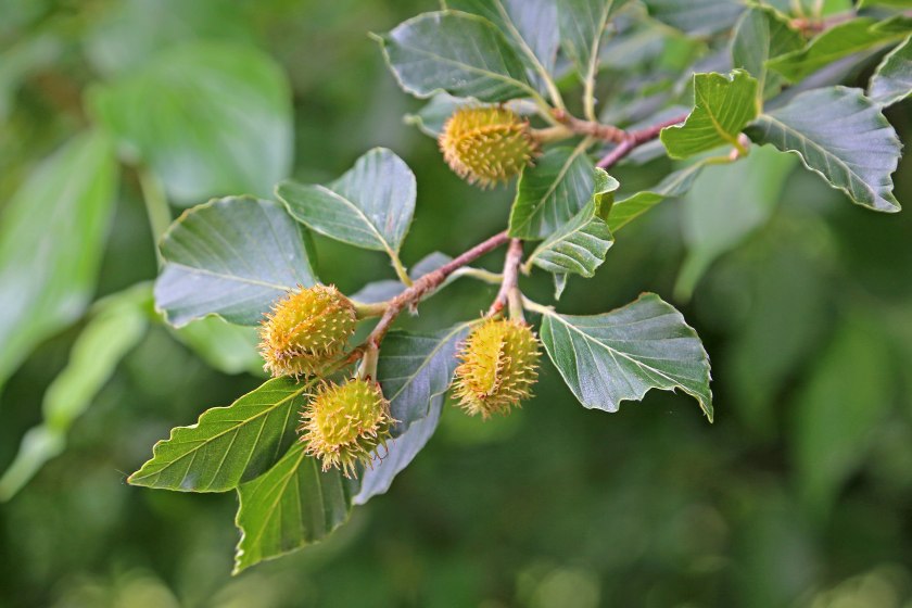 trees and their associated invertebrates – Natural Latin