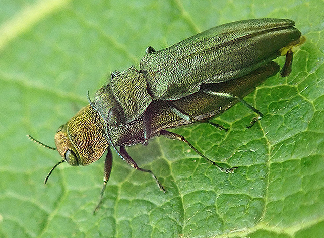 trees and their associated invertebrates – Natural Latin